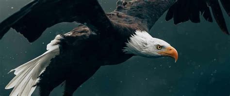 Create Self Signed Certificates With Openssl Dev Community