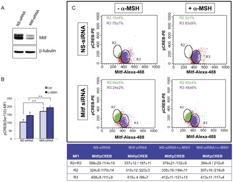 A One Representative Western Blot Anti Mitf Used To Quantify Rna