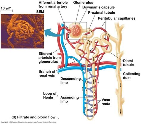 Simple Easy Diagram Of Nephron Class Icse Solutions For Class Biology Chapter The