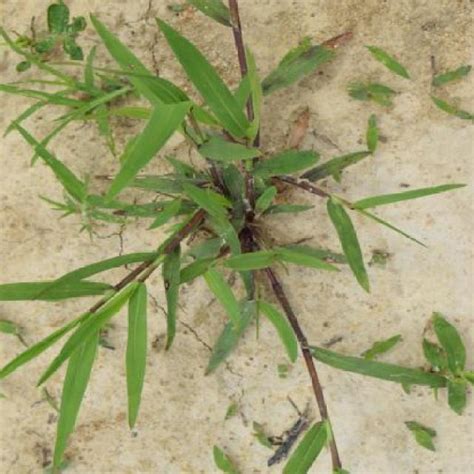 Detecting Only Weeds Instance Segmentation Dataset And Pre Trained Model By Workmail1923