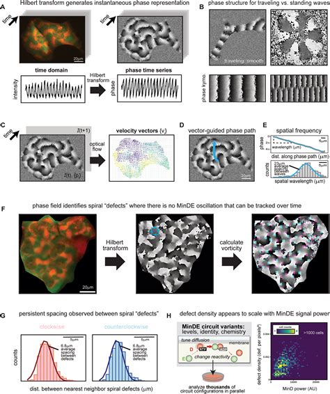 A Programmable Reaction Diffusion System For Spatiotemporal Cell
