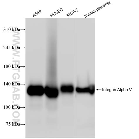 Integrin Alpha V Antibody 84883 5 Rr Proteintech