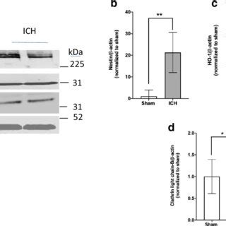 Validation Of Proteomic Analysis To Validate The Proteomic Analysis Download Scientific