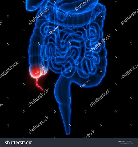 Human Digestive System Appendix Anatomy 3d Stock Illustration 1120993799