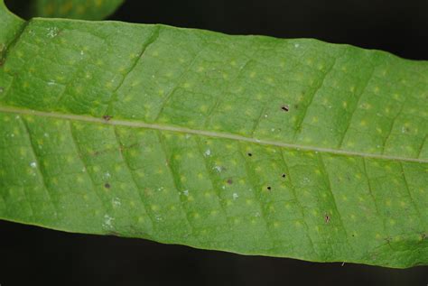 Microsorum Biseriatum Ferns And Lycophytes Of The World