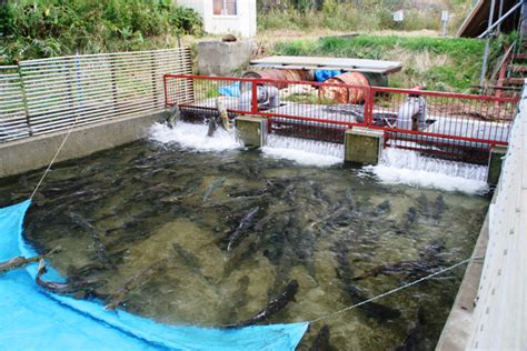 サケのふ化放流事業 さけます・内水面水産試験場 北海道立総合研究機構
