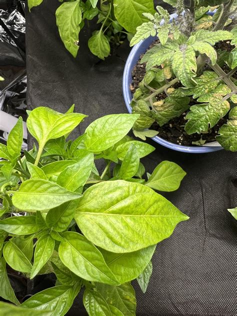 Is My Light Too Bright Rindoorgarden