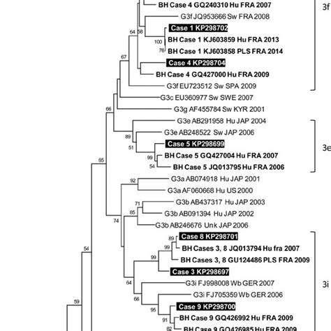 Phylogenetic Tree Based On A 307 Nucleotide Partial Sequence