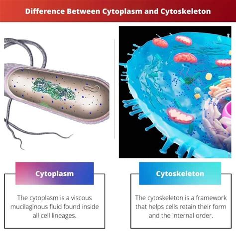Cytoplasm Vs Cytoskeleton Difference And Comparison