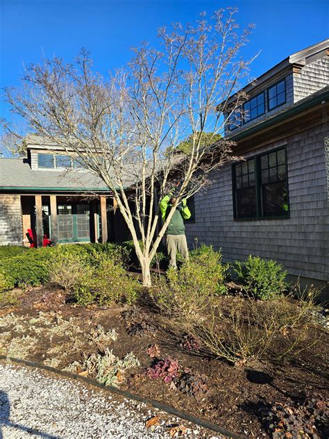 Tree Pruning And Trimming Alfieri Tree Care