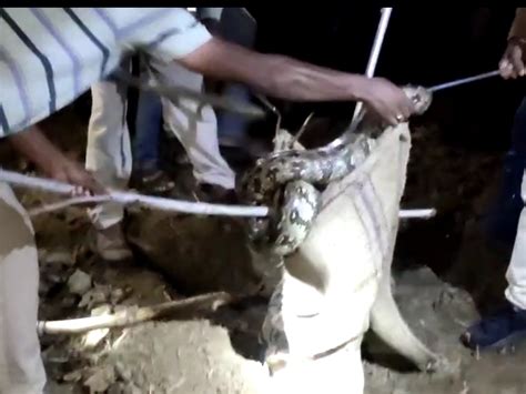 Rescue Of 11 Feet Long Python 25 किलो के 11 फीट लंबे अजगर का रेस्क्यू