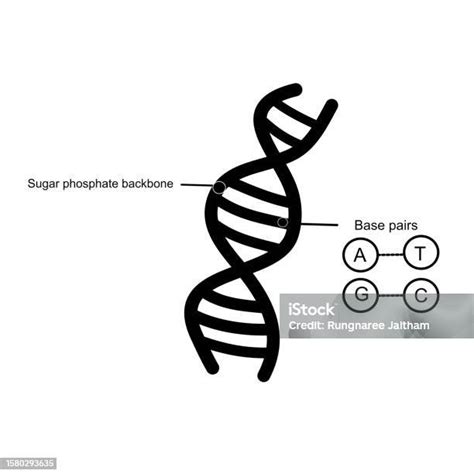 The Dna Structure That Shows Important Component Sugar Phosphate Backbone And Complementary Base