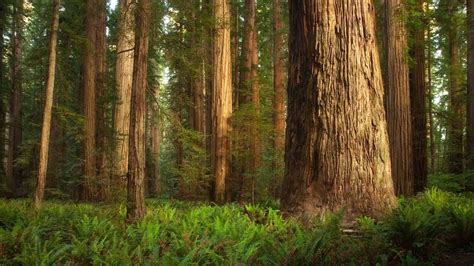 Top 999 Redwood Forest Wallpaper Full Hd 4k Free To Use