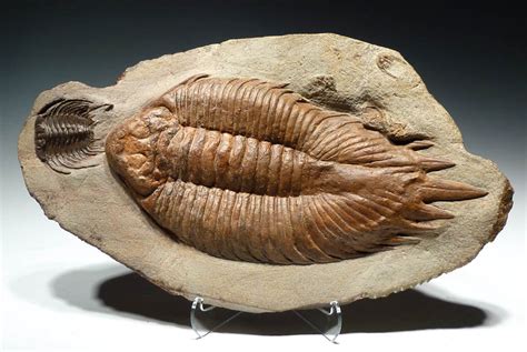 Uralichas Trilobite For Sale Rarest Trilobite