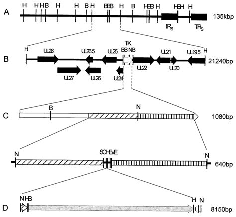 Schematic Representation Of The Construction Of An Infectious Clone For