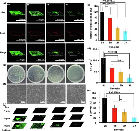 Antibiofilm Efficacy Of Magnetically Targeted Znfeo 4 Abcsi Micelles
