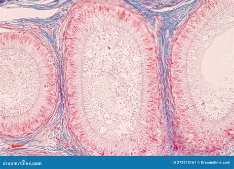 Histological Epididymis And Testis Human Cells Under Microscope Stock