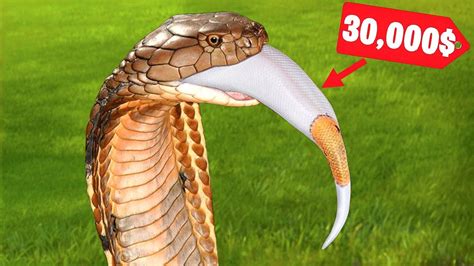 King Cobra Eats A 30000 Ball Python Youtube