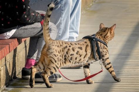 8 Cats That Actually Look Like Leopards Lol Cats