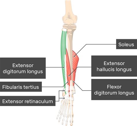 Extensor Digitorum Longus Model 70 Tendon Of Extensor Digitorum