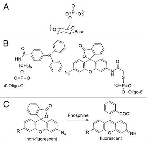 A Chemical Structure Of Homo Dna B Homo Dna Reporters Used In This