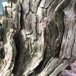 Honeysuckle On Tumblr