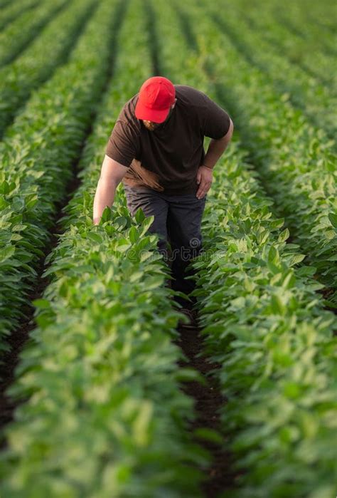 Young Farmer In Soybean Fields Stock Image Image Of Male Sunlight
