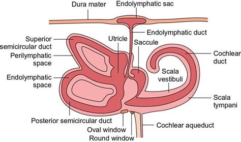 Cochlea Inner Ear Anatomy Label Medscape Article On The Treatment Of
