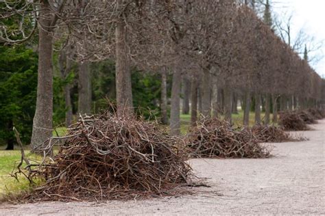 Here S The Best Time To Prune Large Trees Pruning Tips Tree Journey