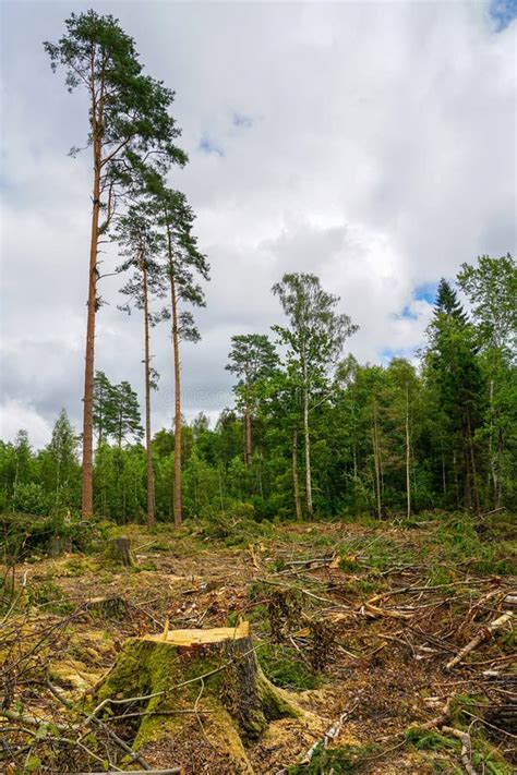 Deforestation Scene With Tree Stumps Fallen Branches And Tall