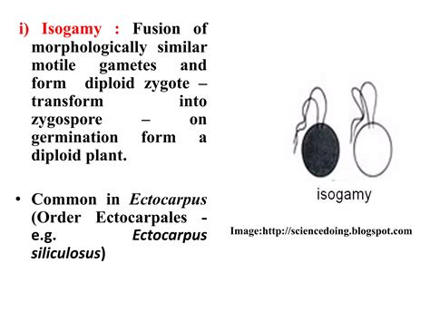 General Characters Of Phaeophyceae And Life Cycle Of Sargassum Smg Pptx