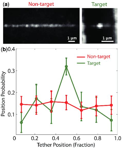 Telk Binds Preferentially To Target Dna A Average Telk Fluorescent