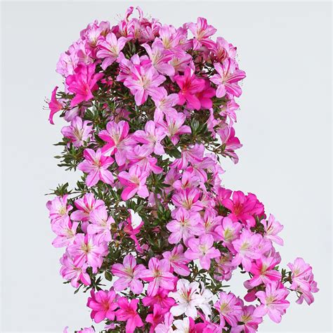 さつき花辞典：紫扇 ｜ さつき盆栽春夏秋冬