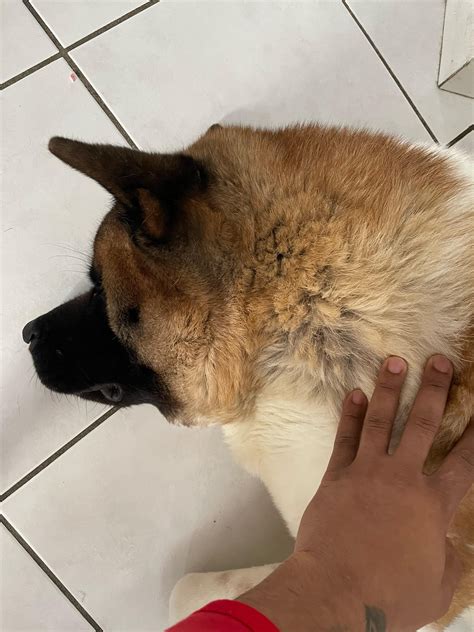 Meet Apollo He Loves His Pom Sister Ariel R Akita