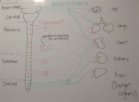 Bio 131 Lecture 49 Autonomic Nervous System Flashcards Quizlet