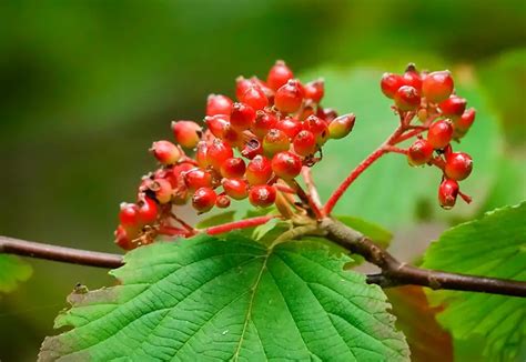 Trees With Red Berries Pictures And Identification