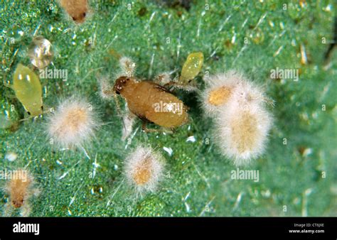 Development Of Entomopathogenic Fungus Verticillium Lecanii On Aphid