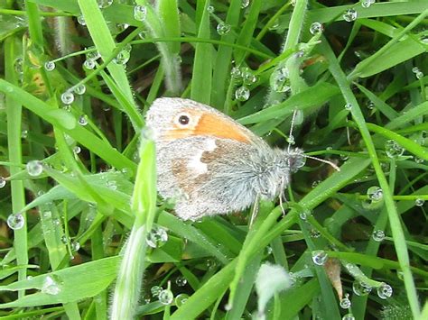Small Heath Hastings Country Park N R Conservation Group