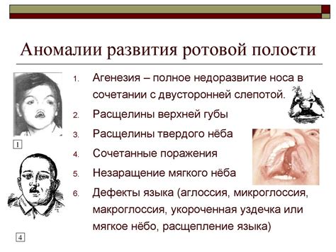 Анатомия, физиология и патология органов слуха, речи и зрения - online ...