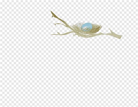 새 계란 둥지 나무 가지 새 Png Pngegg
