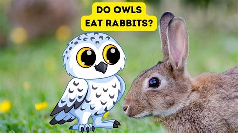 Do Owls Eat Squirrels