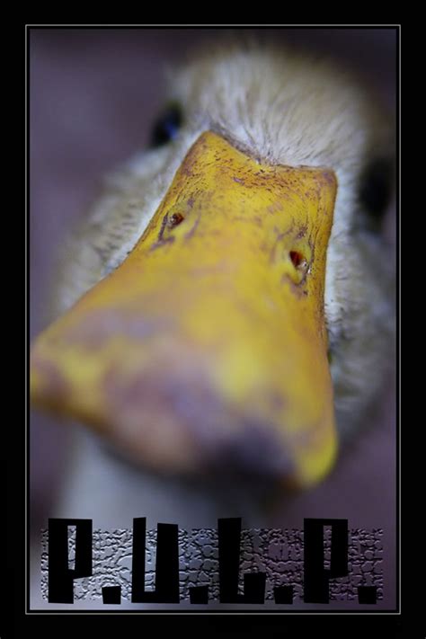 Злой утки (30 фото) - красивые фото и картинки pofoto.club