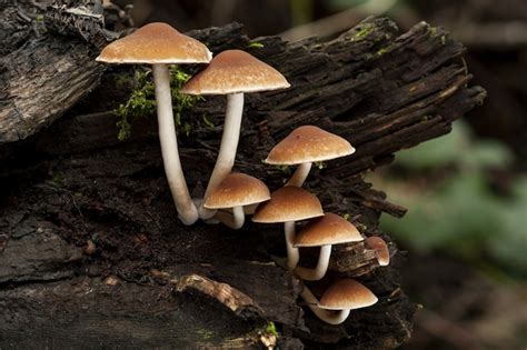1 000 Tree Fungus Pictures