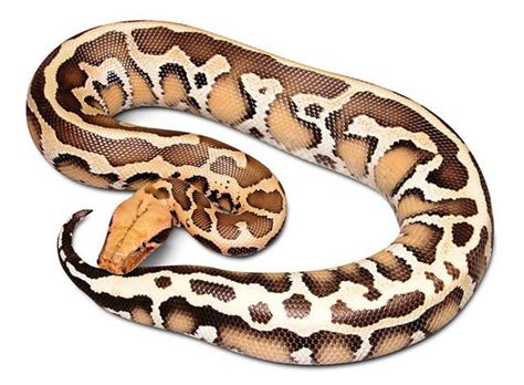 Borneo Python Alchetron The Free Social Encyclopedia