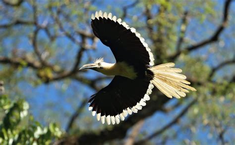 Class Aves Birds — Coke Smith Wildlife