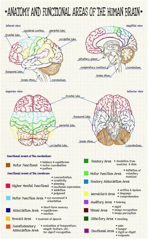 Brain Anatomy And Functional Areas