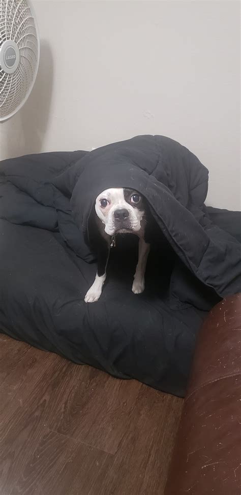 可爱的 狗 Pixabay上的免费照片