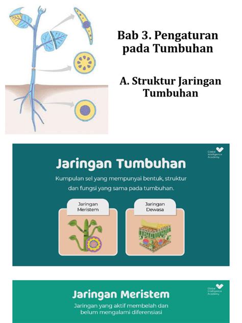 Struktur Jaringan Tumbuhan Gc Pdf Struktur Jaringan Tumbuhan Gc Pdf