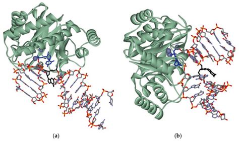 Cells Special Issue Systems Biology Of Apoptotic And Non Apoptotic Signaling