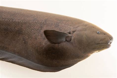 Brown Knife Fish